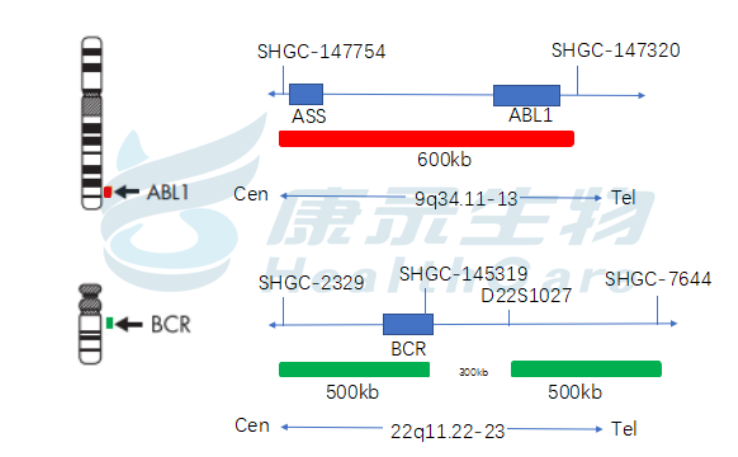 BCR/ABL融合基因检测试剂盒（荧光原位杂交法）-武汉康录生物技术股份有限公司