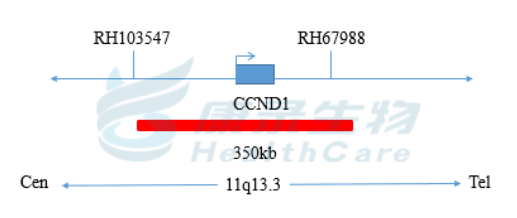 CCND1（BCL1）基因扩增探针试剂（原位杂交法）-武汉康录生物技术股份有限公司