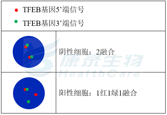 TFEB(6p21)基因断裂探针试剂（荧光原位杂交法）-武汉康录生物技术股份有限公司