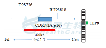 CDKN2A （9p21）探针试剂（原位杂交法）-武汉康录生物技术股份有限公司