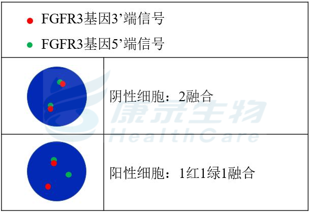 FGFR3基因断裂探针试剂（荧光原位杂交法）-武汉康录生物技术股份有限公司