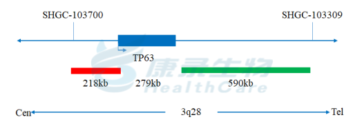 TP63（3q28）基因断裂探针试剂（荧光原位杂交法）-武汉康录生物技术股份有限公司