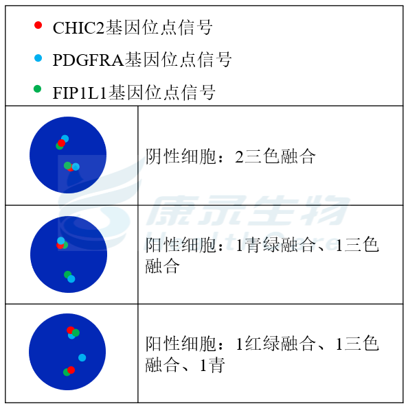CHIC2基因缺失(PDGFRA断裂) 探针试剂（原位杂交法）-武汉康录生物技术股份有限公司