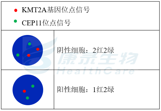 KMT2A(11q23)基因缺失探针试剂（荧光原位杂交法）-武汉康录生物技术股份有限公司