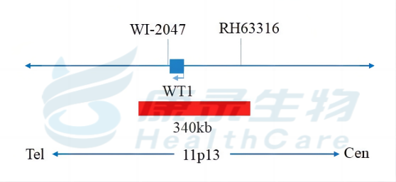 WT1（11p13）基因缺失探针试剂（荧光原位杂交法）-武汉康录生物技术股份有限公司