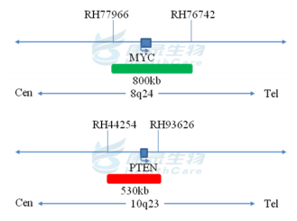6q/6p/9p/11q/8q/10q检测探针试剂（荧光原位杂交法）-MYC/PTEN-武汉康录生物技术股份有限公司