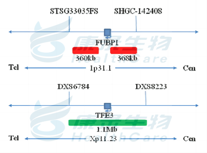 FUBP1/TFE3融合基因探针试剂（荧光原位杂交法）-武汉康录生物技术股份有限公司