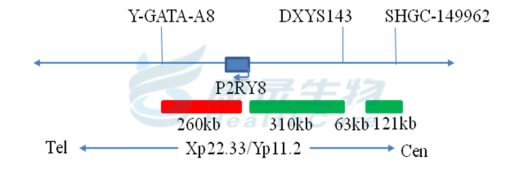 P2RY8基因断裂探针试剂（荧光原位杂交法）-武汉康录生物技术股份有限公司