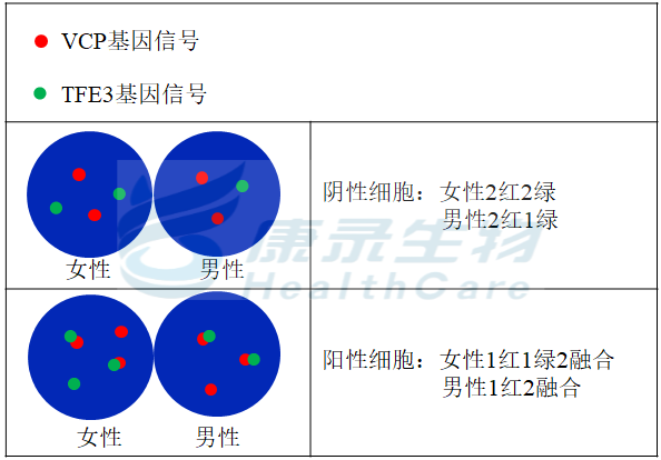 VCP/TFE3融合基因探针试剂（荧光原位杂交法）-武汉康录生物技术股份有限公司
