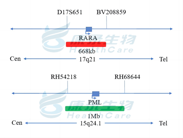 RARA（17q21）探针试剂（原位杂交法）-武汉康录生物技术股份有限公司