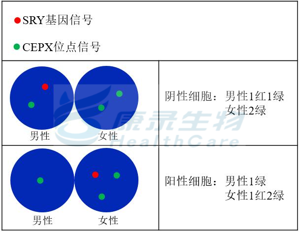 SRY/CEPX探针试剂（荧光原位杂交法）-武汉康录生物技术股份有限公司