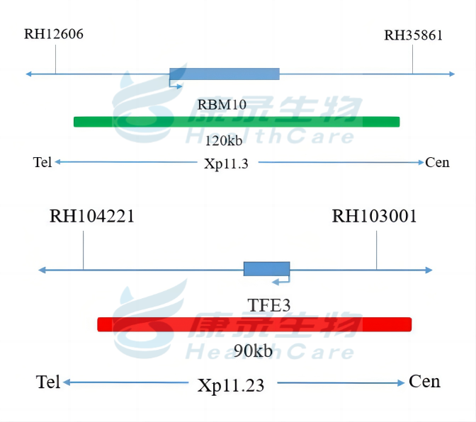 RBM10/TFE3融合基因探针试剂（荧光原位杂交法）-武汉康录生物技术股份有限公司